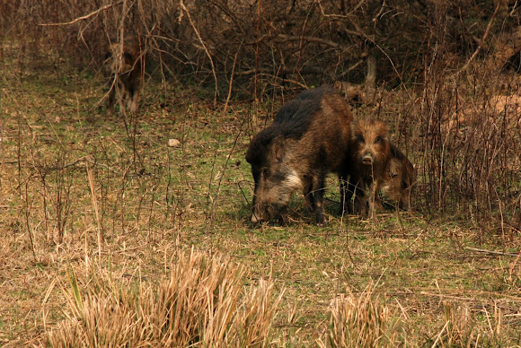 Indian wild boar | Project Noah