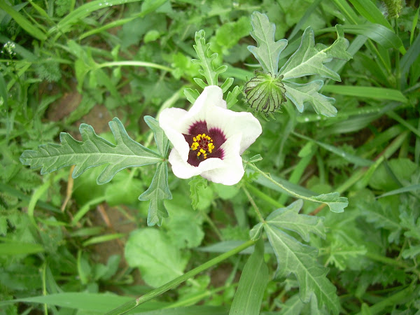 Venice mallow, flower-of-an-hour | Project Noah