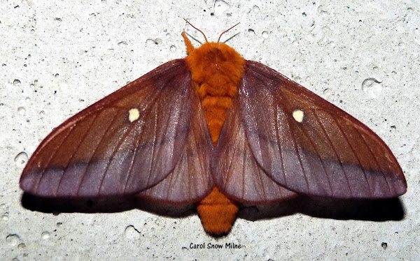 Pink-Striped Oakworm Moth | Project Noah