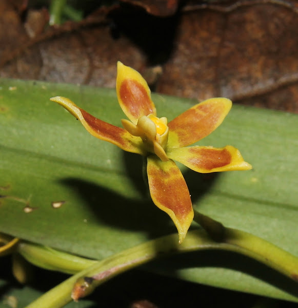 Prosthechea orchid | Project Noah