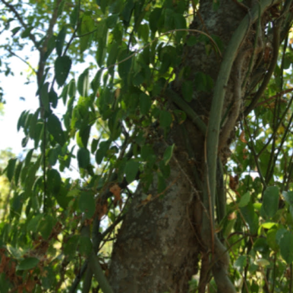 Rattan Vine | Project Noah