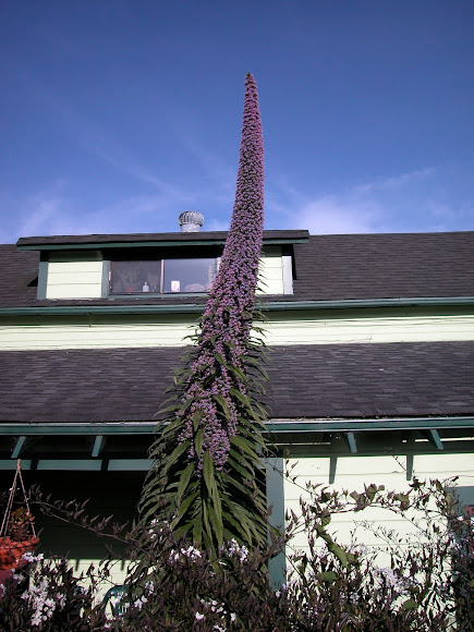 Tree Echium | Project Noah
