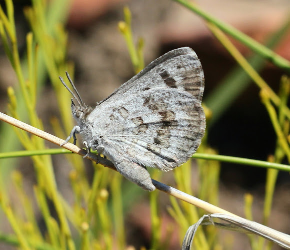 Riley's skolly | Project Noah