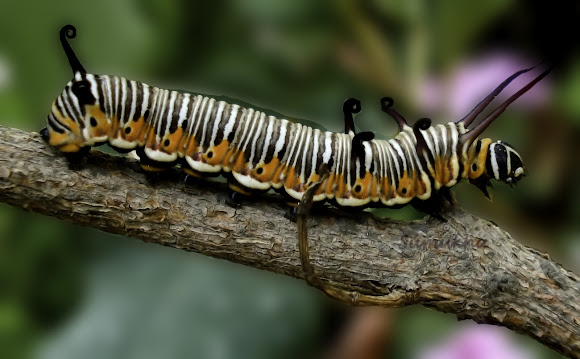 Common Crow Butterfly Chrysalis