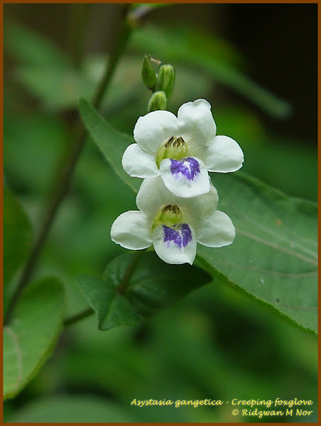 Chinese Violet, Creeping Foxglove, Ganges Primrose | Project Noah
