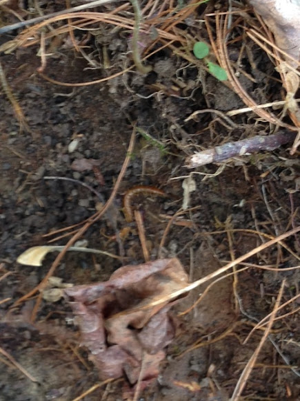 Cryptopid centipede | Project Noah