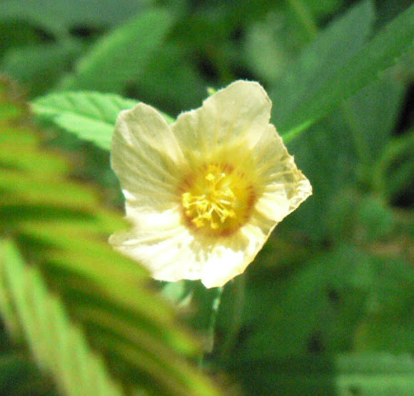 Prickly Sida | Project Noah