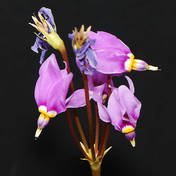 Shooting Star | Project Noah