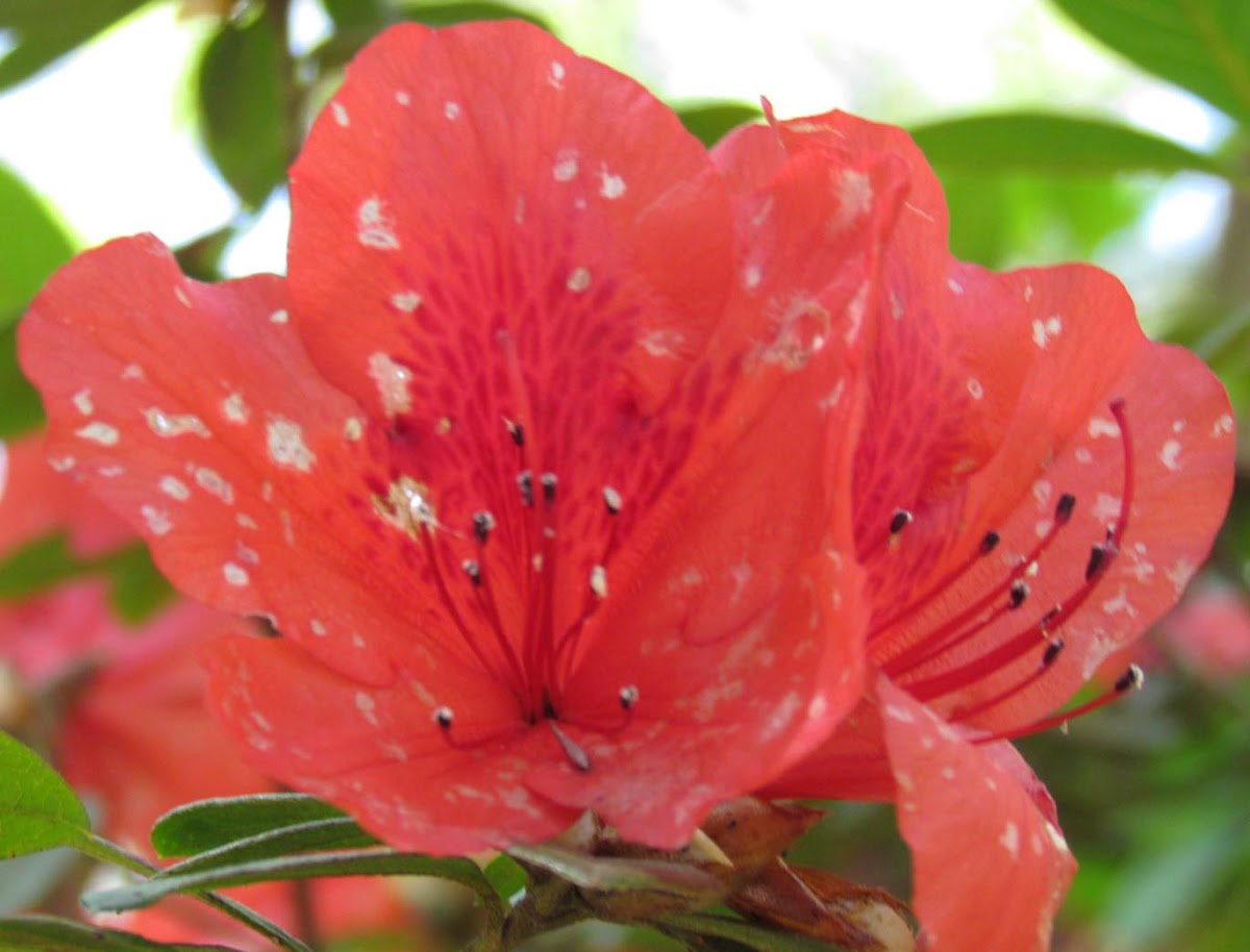 Azalea | Project Noah