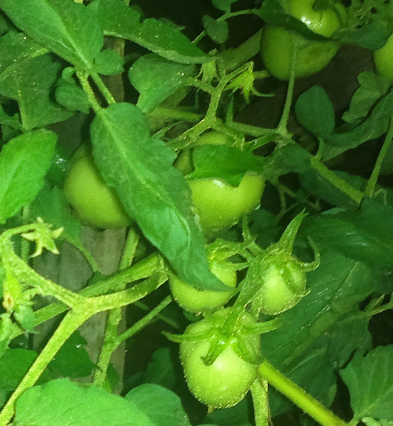 Tomato [Flavr Savr] | Project Noah