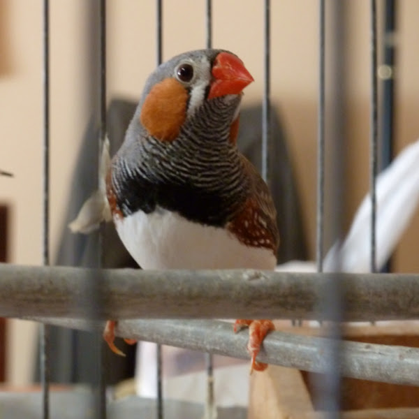 Diamante Mandarín, Pinzón Cebra | Project Noah