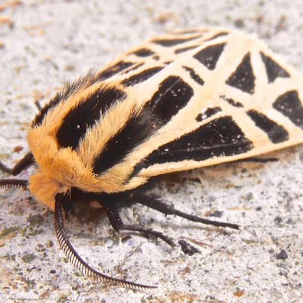 Mexican Tiger Moth | Project Noah