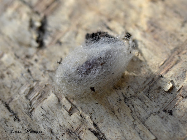 Cocoon | Project Noah