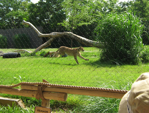 Cheetah | Project Noah