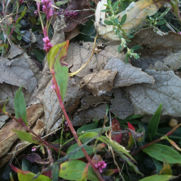 Pink knotweed | Project Noah