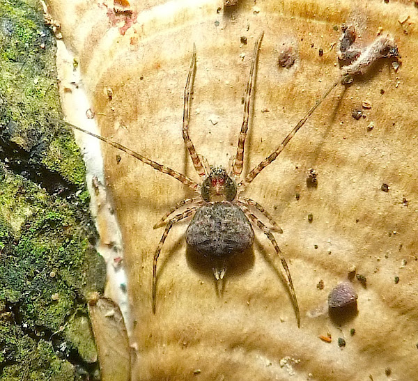 Two Tailed or Tree Trunk Spider | Project Noah