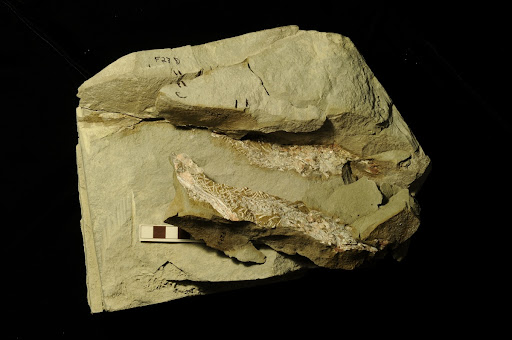 Prolacerta before preparation — Google Arts & Culture