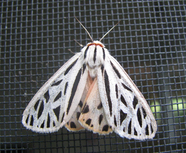 Arge Tiger Moth | Project Noah