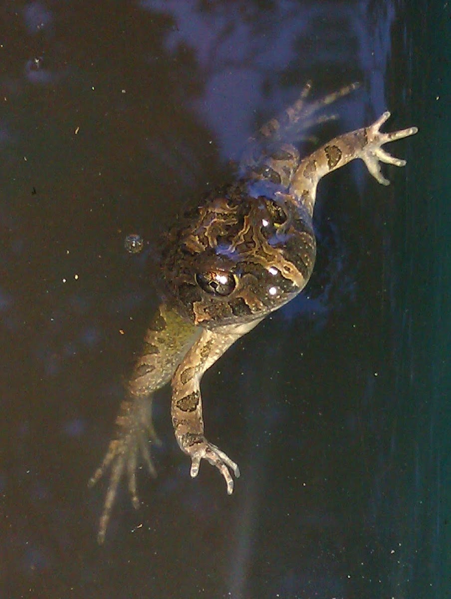 Ornate Burrowing Frog | Project Noah