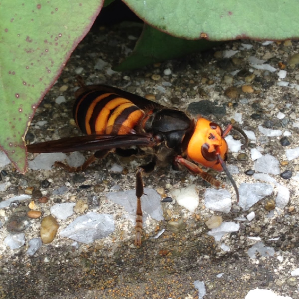 Japanese Giant Hornet | Project Noah