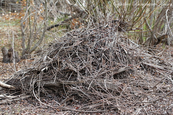 Woodrat Midden | Project Noah