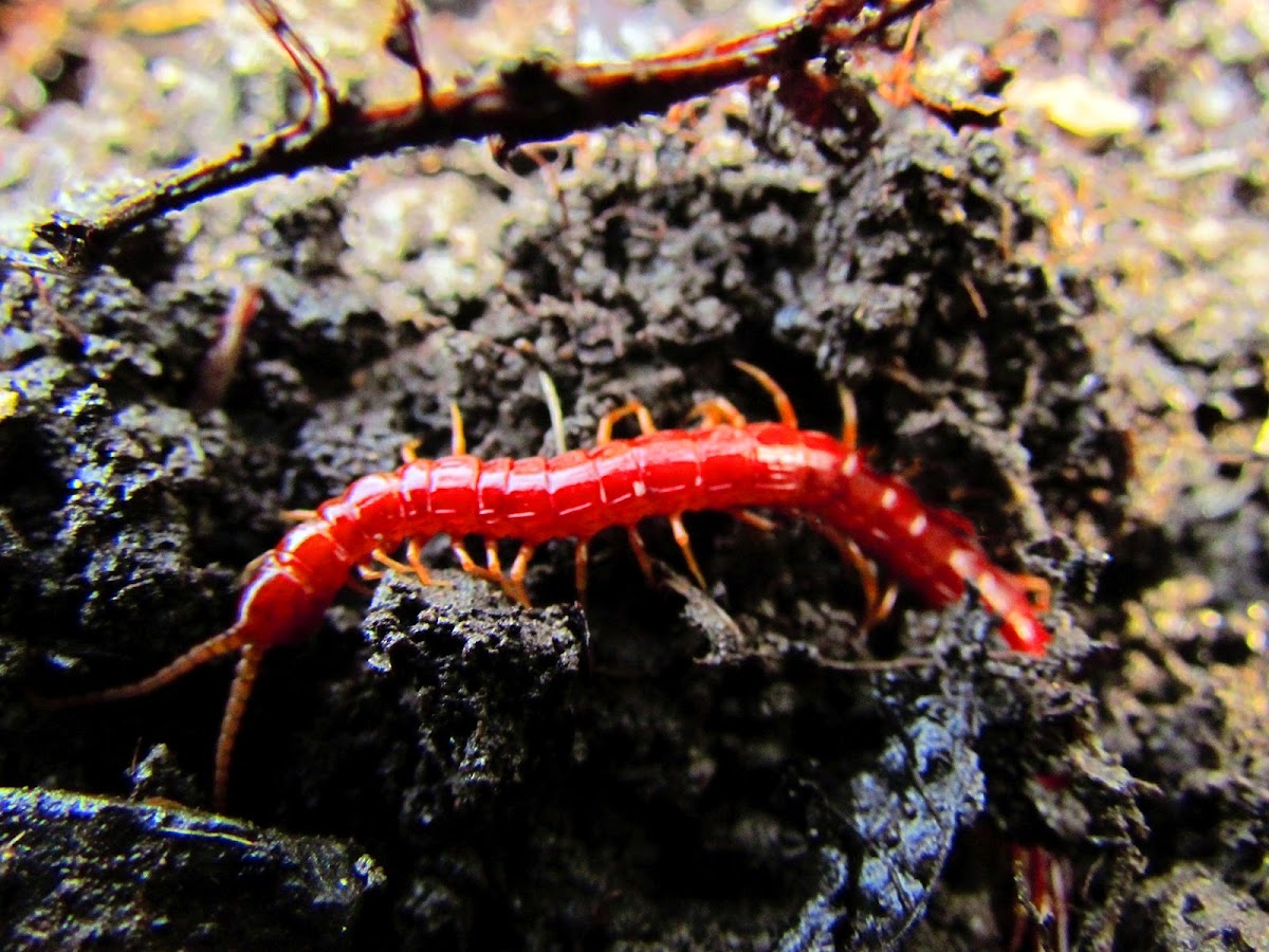 Red Centipede | Project Noah