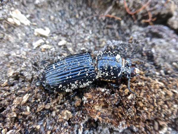 Horned Passalus | Project Noah