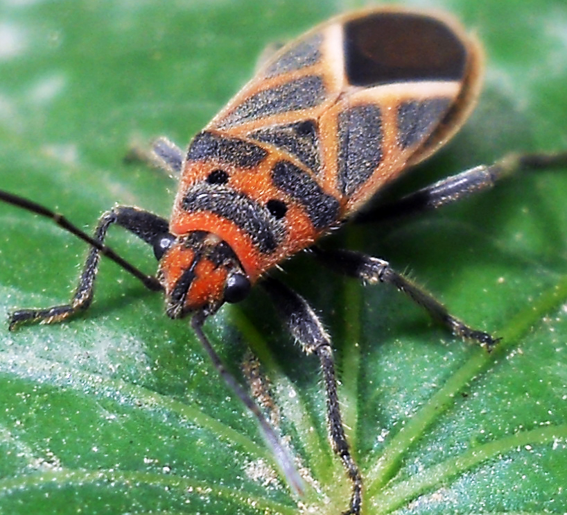 Seed Bug | Project Noah