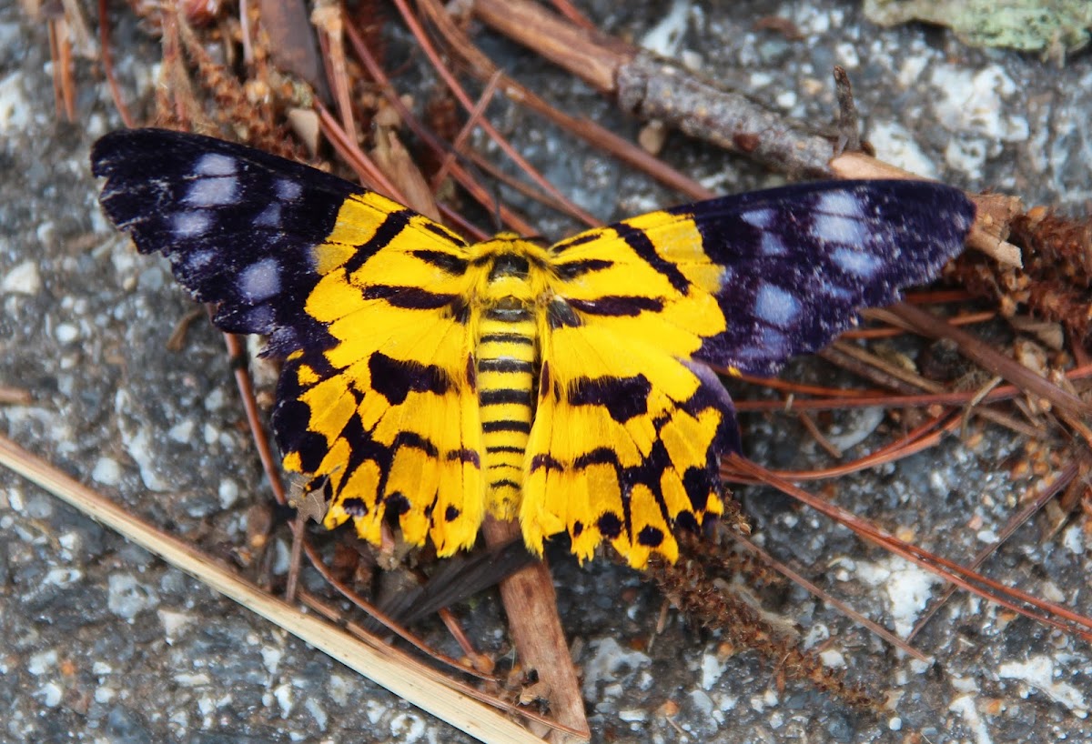 False Tiger Moth | Project Noah