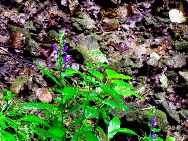 Great Blue Libelia | Project Noah