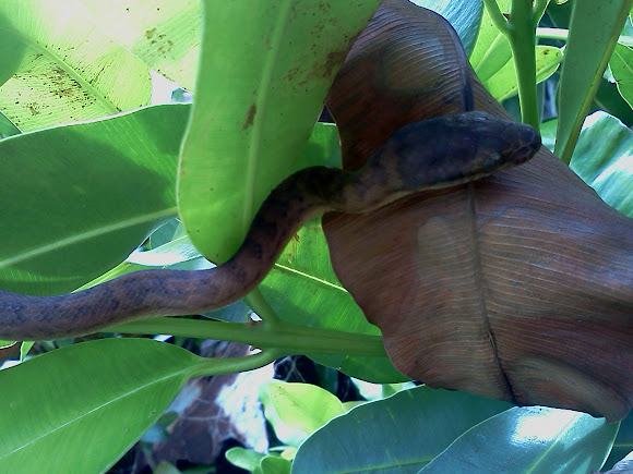 Puerto Rican boa | Project Noah