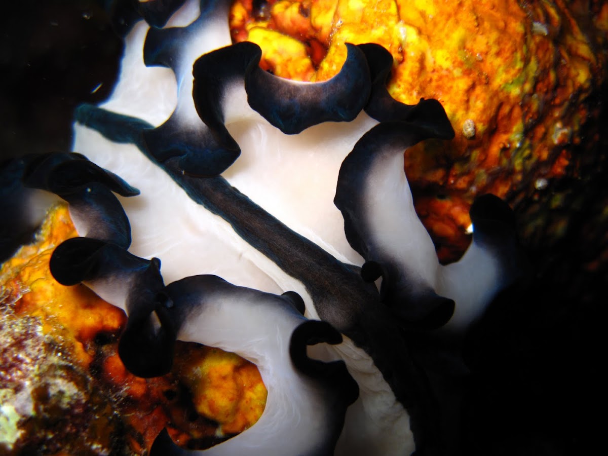 Marine Flatworm | Project Noah