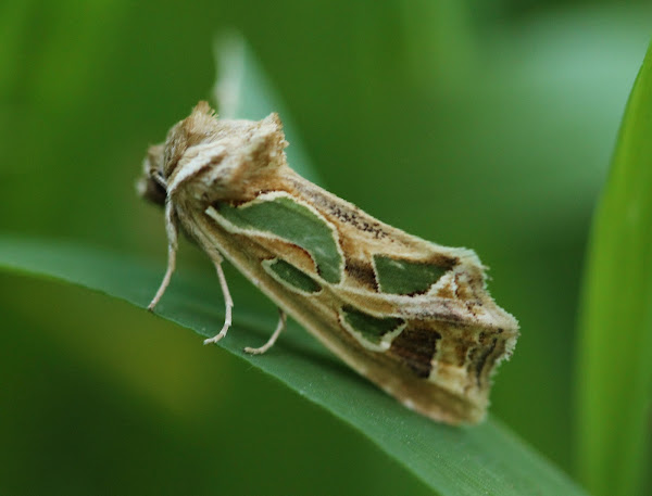 Green Blotched Moth | Project Noah