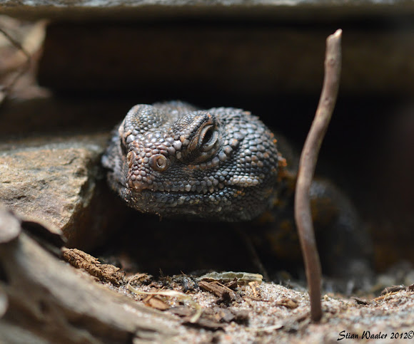 Bell's Dabb Lizard | Project Noah