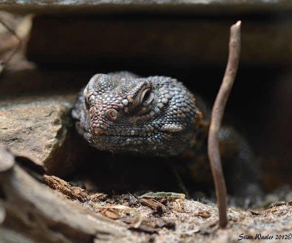 Bell's Dabb Lizard | Project Noah