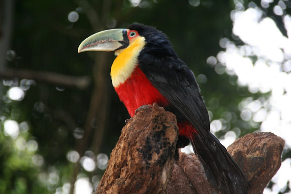 Red-breasted Toucan | Project Noah