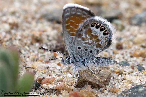 Western Pygmy-Blue | Project Noah