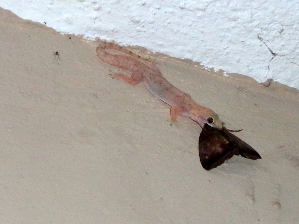 Common House Gecko | Project Noah