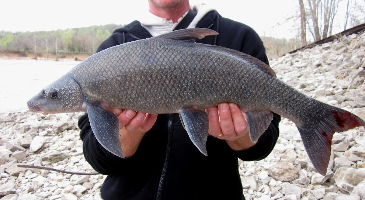 Blue Sucker (male) | Project Noah