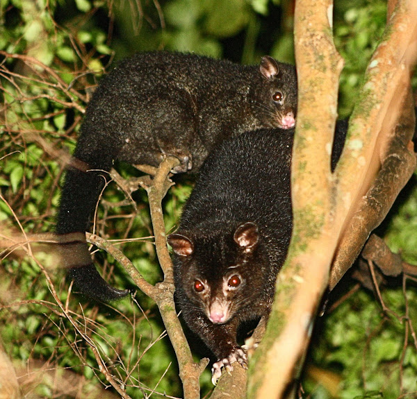 Short-eared possum with young | Project Noah