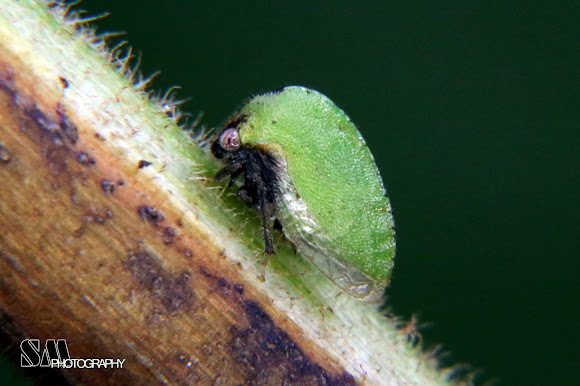 Treehopper | Project Noah