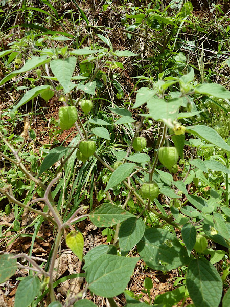 Native gooseberry, Wild cape gooseberry, pygmy groundcherry | Project Noah