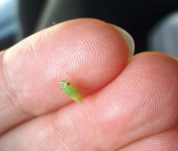 Meadow Froghopper (nymph) | Project Noah