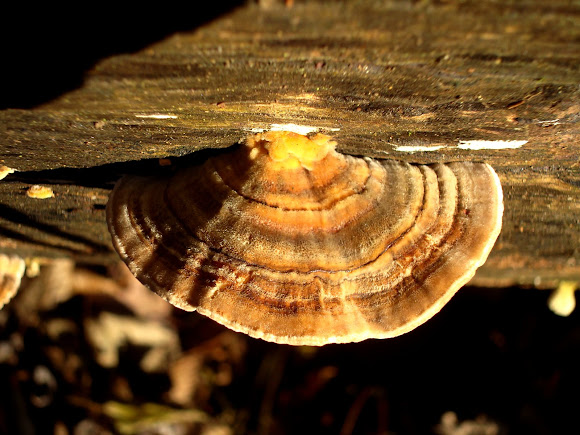 Turkey Tail Fungus | Project Noah