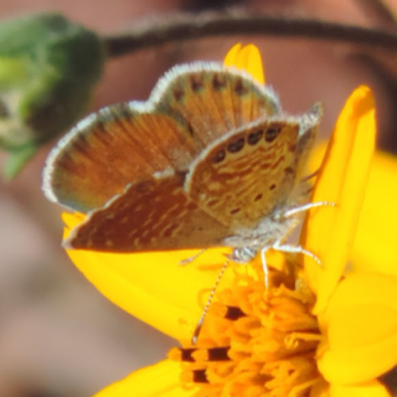 Eastern Pygmy-blue ?? | Project Noah