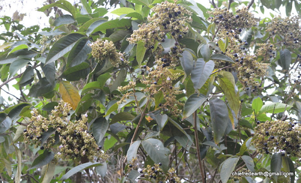 Peacock Chaste Tree | Project Noah