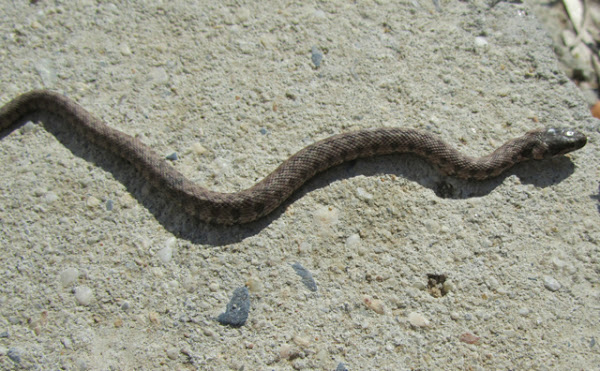 Viperine Water Snake | Project Noah