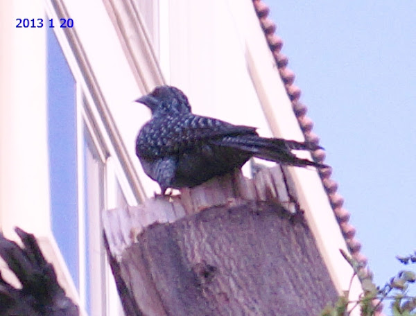 Asian Koel (female and male) | Project Noah