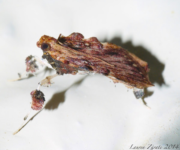 Bark Chip Moth | Project Noah