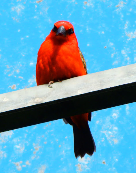 Red fody | Project Noah